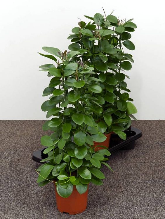 Lõuna-vahalill - Plantarium