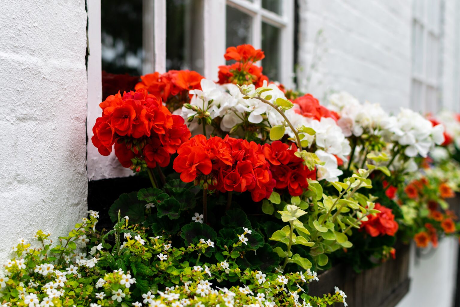 Suvelilled, mis õitsevad kogu suve: nonstop silmarõõmud aeda, rõdule ja ...